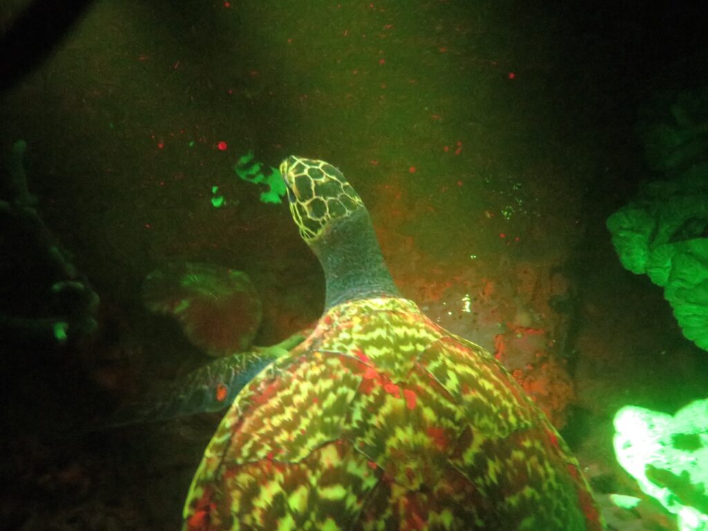 On the importance of art and science to protect the Ocean: an interview ...